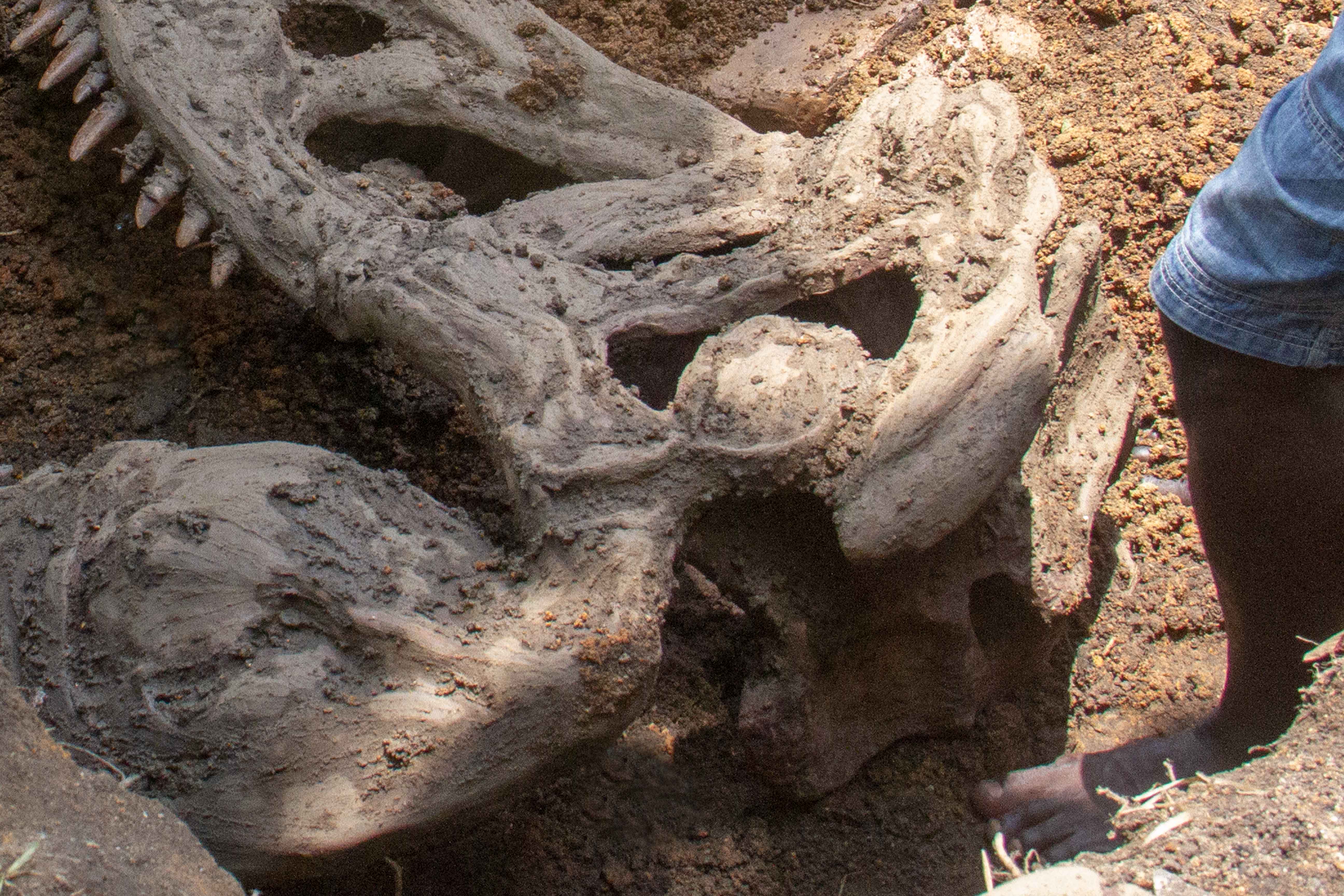 SHOCKING Dinosaur Bones Found In Lagos Land Owner Insists On Payment shocking-dinosaur-bones-found-in-lagos-land-owner-insists-on-payment